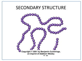 Secondary Structure Of Proteins