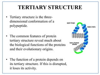 Tertiary Structure Of Proteins