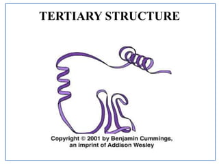 Protein Tertiary Structure