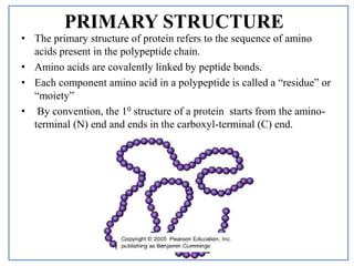 Proteins Primary Structure