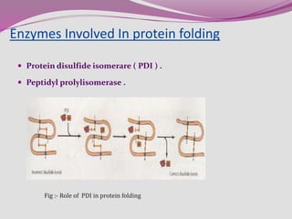 Protien folding by kk sahu 2 | PPT
