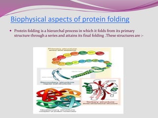 Protien folding by kk sahu 2 | PPT