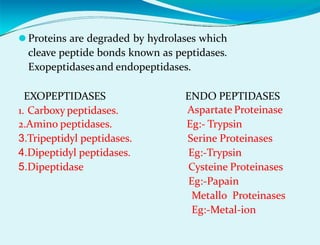 protien metabolism.pptx