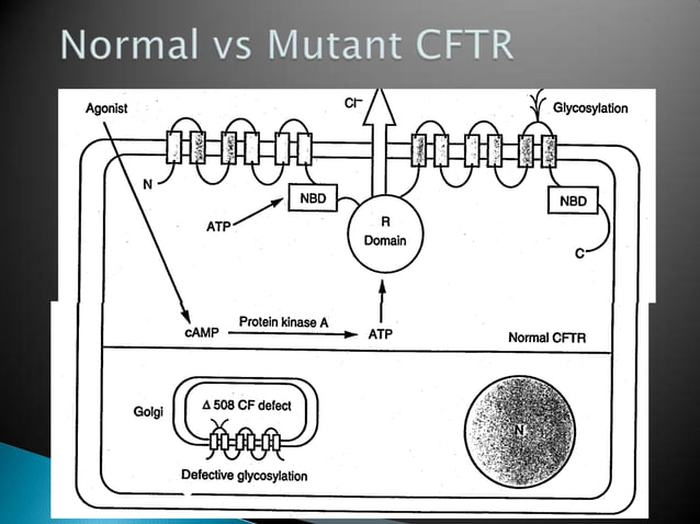 Protien mutation& cystic fibrosis | PPT