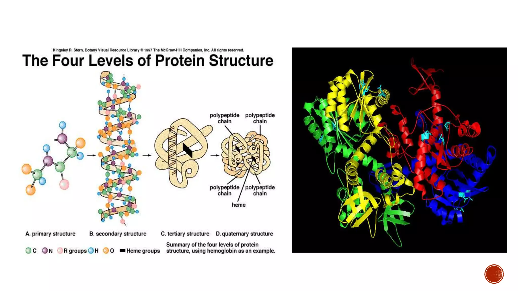 Proteins biochemistry | PPTX