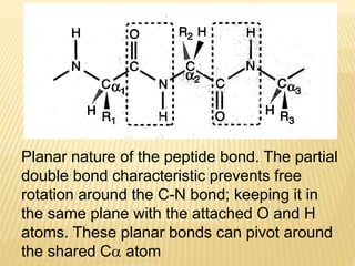 Protiens and peptids | PPT