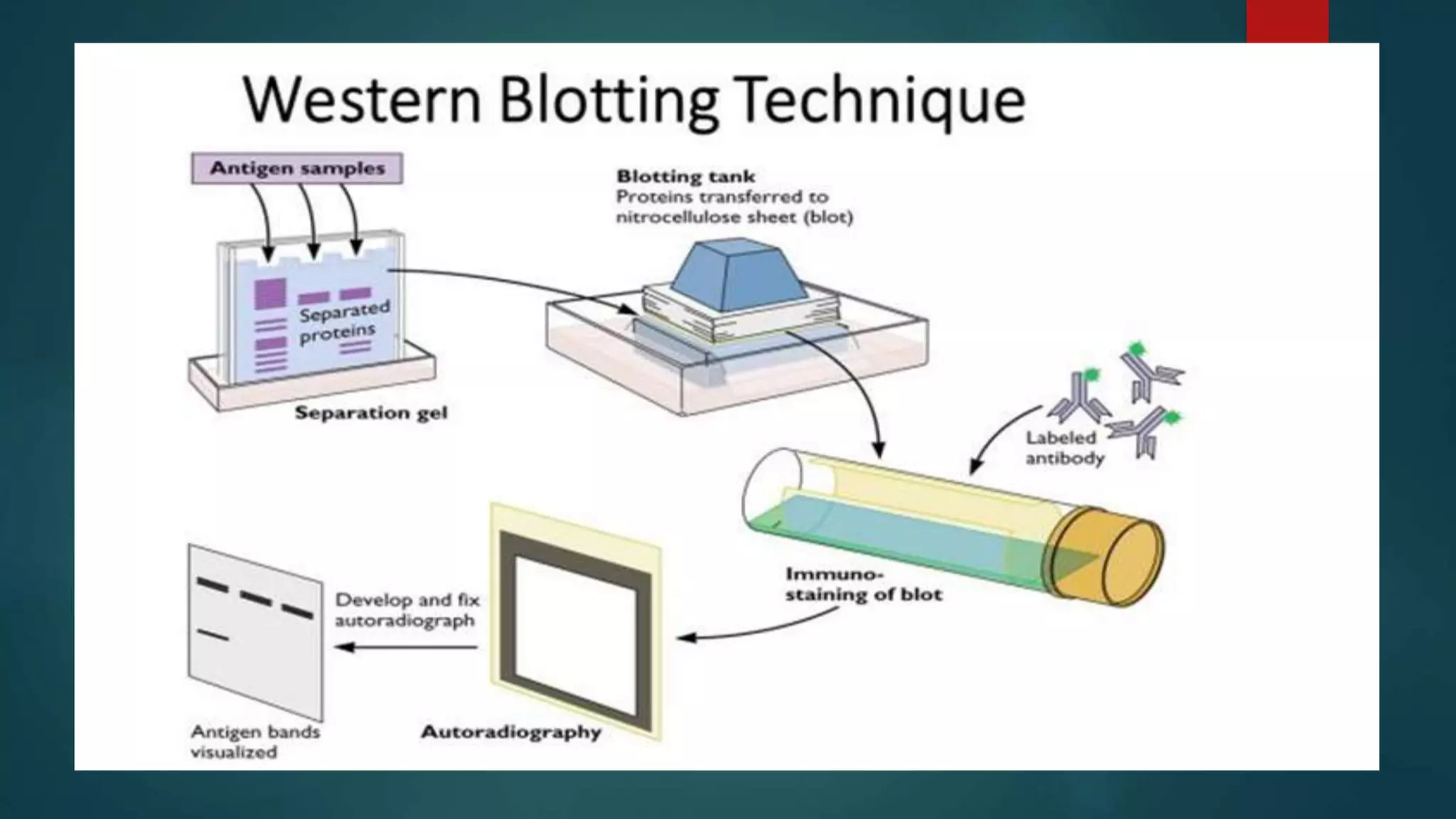 Methods To Determine Protein Structure Pptx Chemistry Science