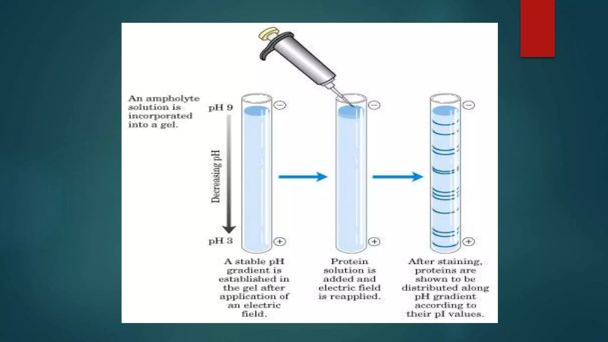 METHODS TO DETERMINE PROTEIN STRUCTURE | PPTX