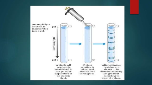 METHODS TO DETERMINE PROTEIN STRUCTURE | PPTX | Chemistry | Science