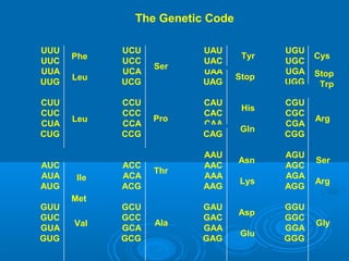 Protien synthesis | PPT