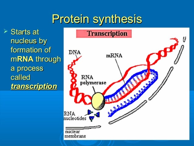 Protien synthesis