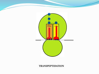 Protien synthesis inhibitors by dr.elza