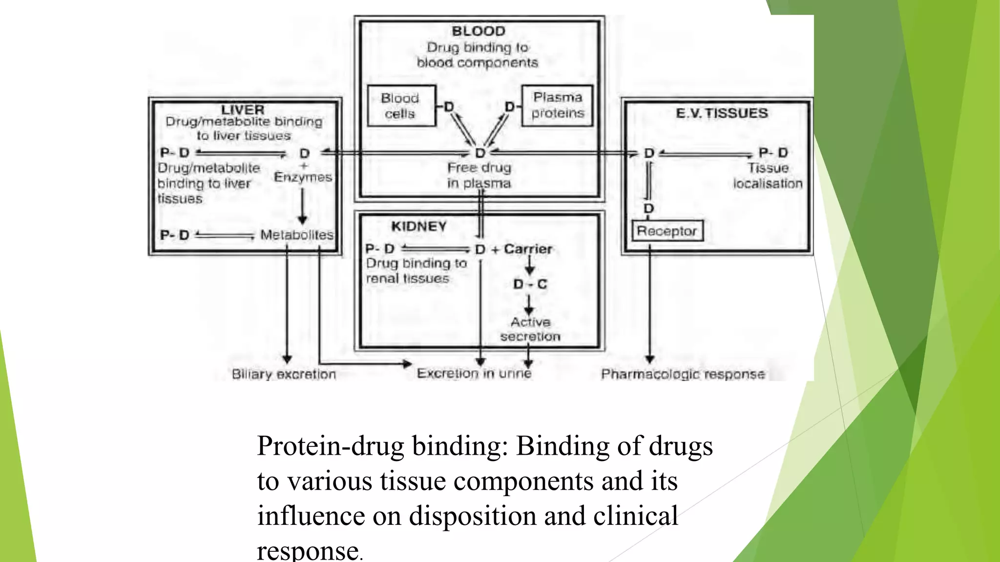 PROTEIN BINDING OF DRUGS | PPTX