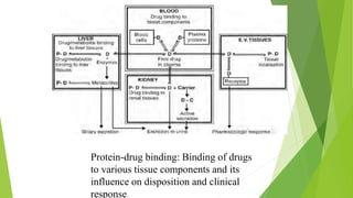 PROTEIN BINDING OF DRUGS | PPTX