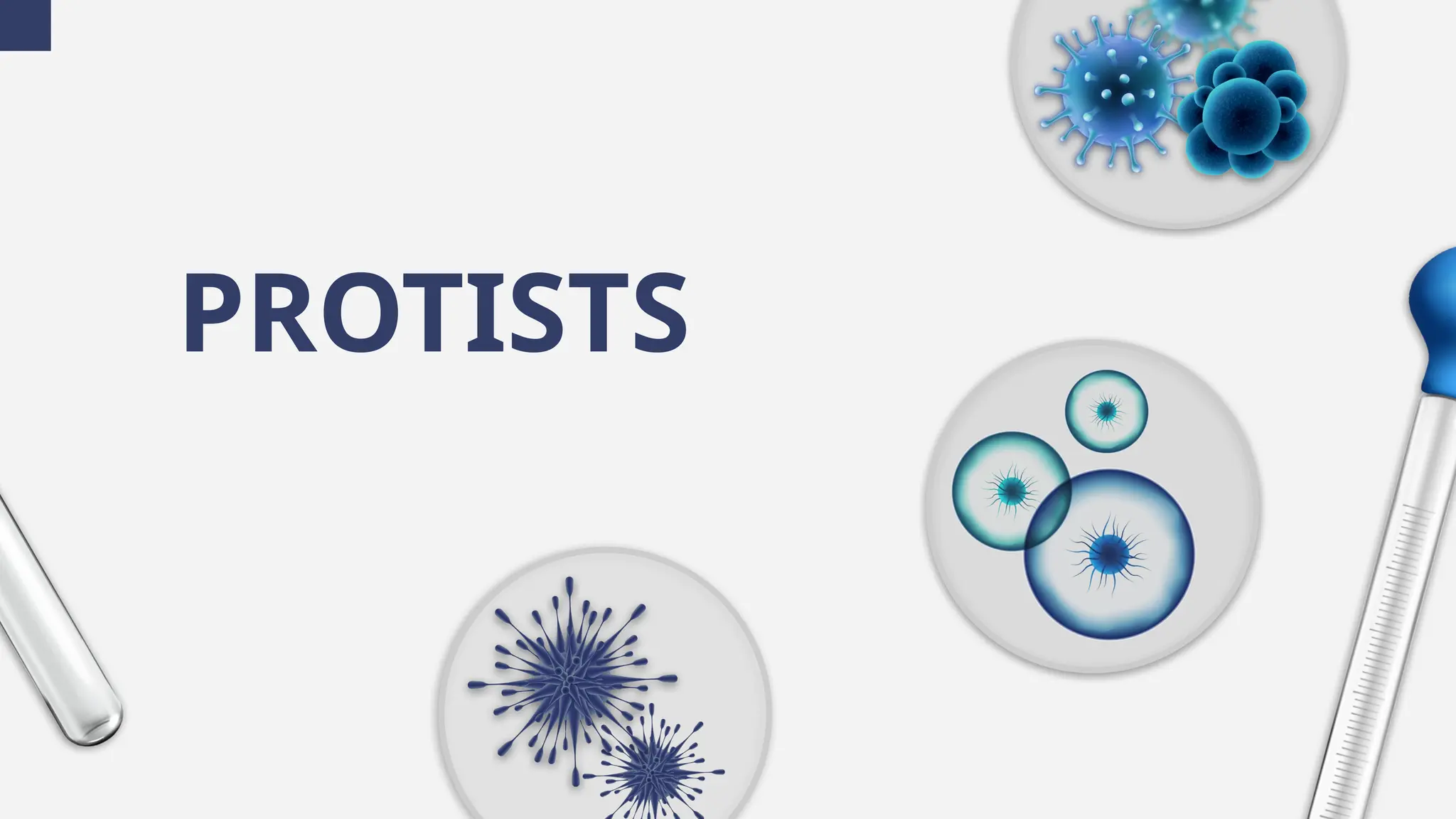 Kingdom Protista: Characteristics, Classification, Habitats and ...