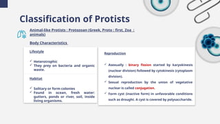 Kingdom Protista: Characteristics, Classification, Habitats and ...