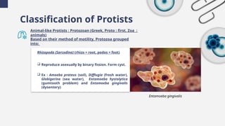 Kingdom Protista: Characteristics, Classification, Habitats and ...