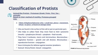 Kingdom Protista: Characteristics, Classification, Habitats and ...