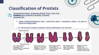 Kingdom Protista: Characteristics, Classification, Habitats and ...