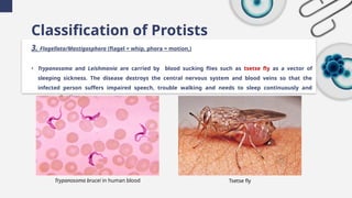 Kingdom Protista: Characteristics, Classification, Habitats and ...