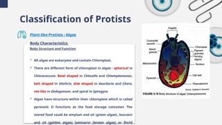 Kingdom Protista: Characteristics, Classification, Habitats and ...