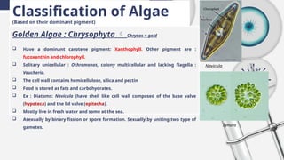 Kingdom Protista: Characteristics, Classification, Habitats and ...