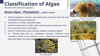 Kingdom Protista: Characteristics, Classification, Habitats and ...