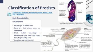 Kingdom Protista: Characteristics, Classification, Habitats and ...