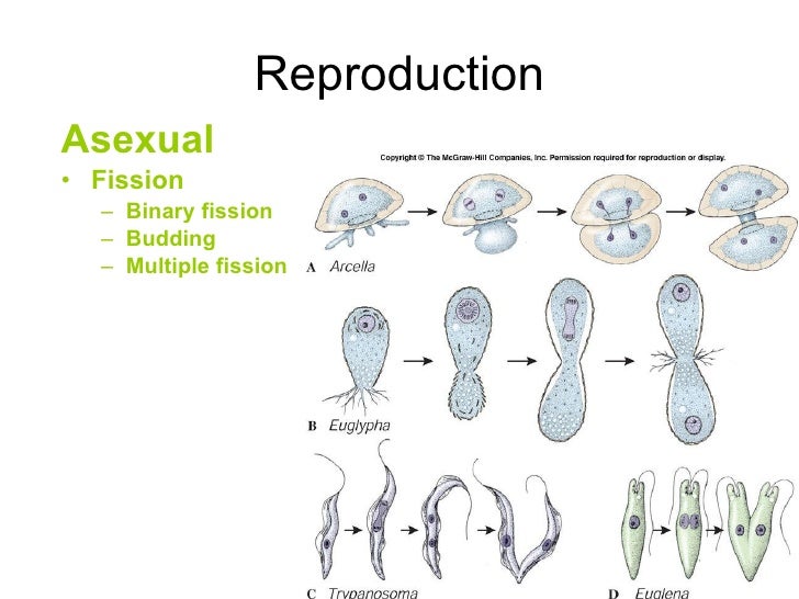 Protista Protista