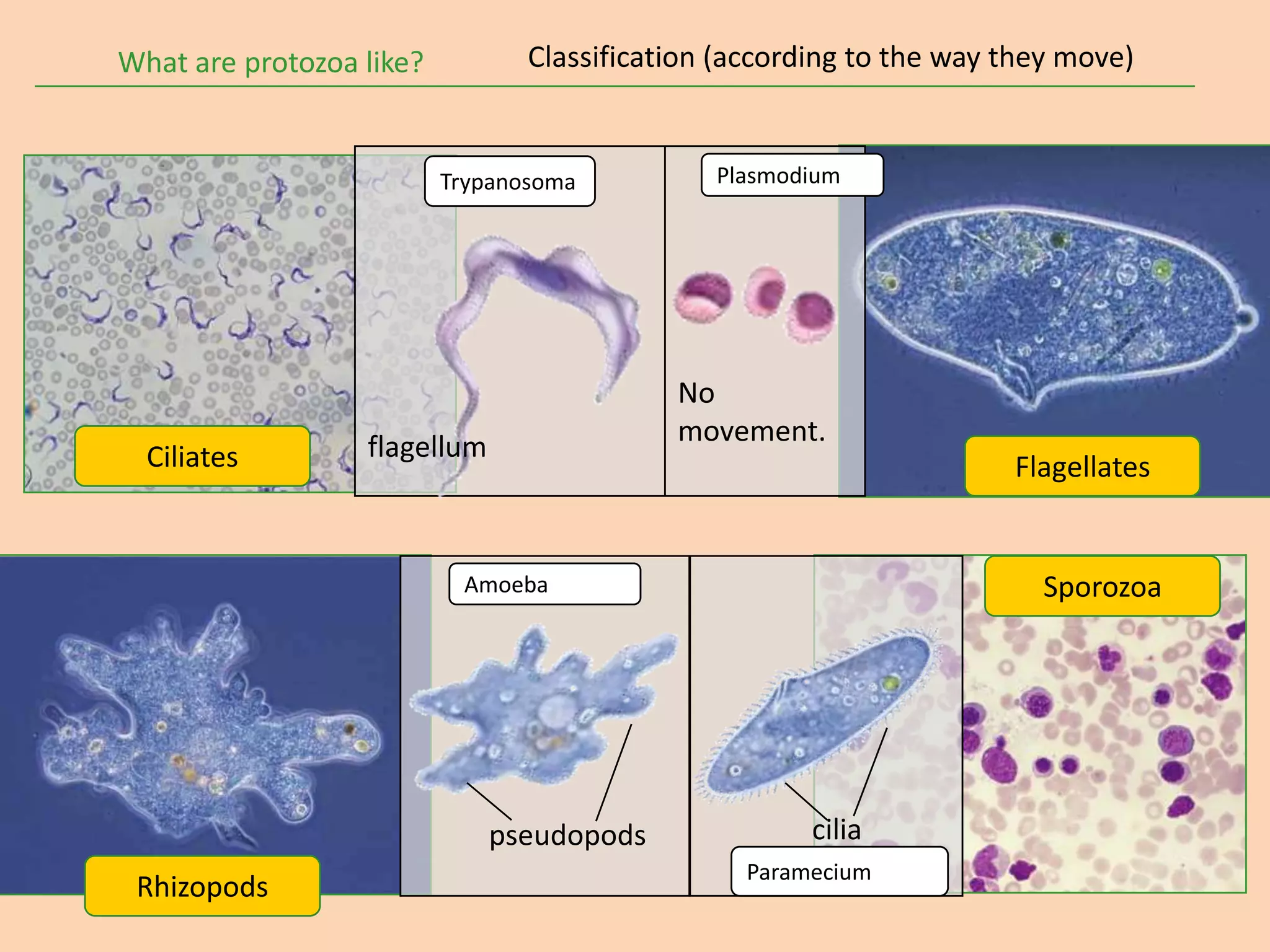 Protista | PPTX