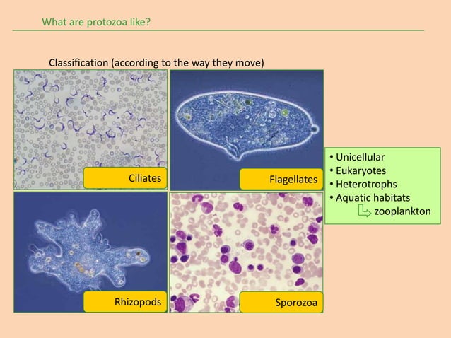 Protista | PPTX | Biological Sciences | Science