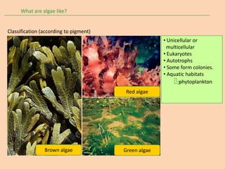 Protista | PPTX | Biological Sciences | Science
