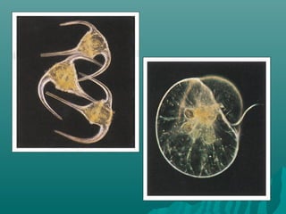 Protista | PPT