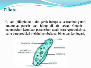 Protista | PPTX