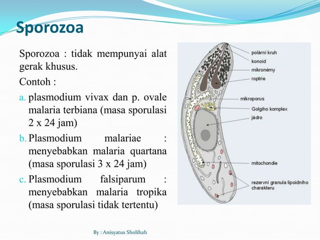 Protista | PPTX