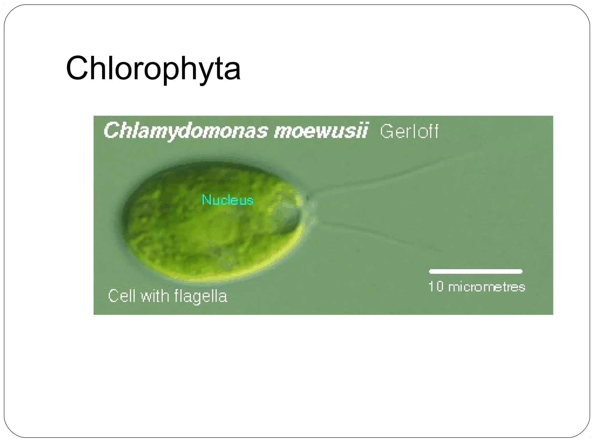 Protista | PPT