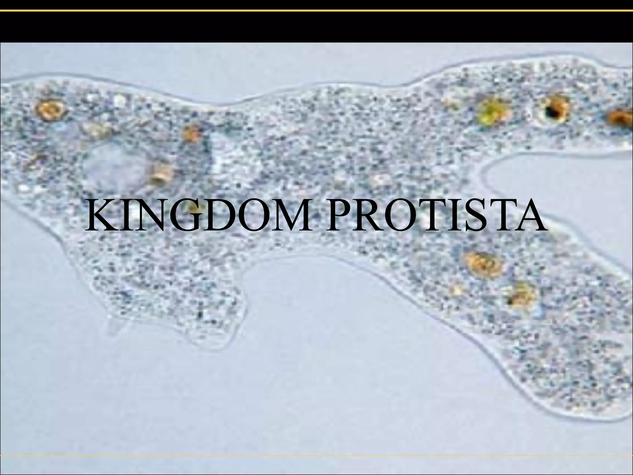 Protista | PPT
