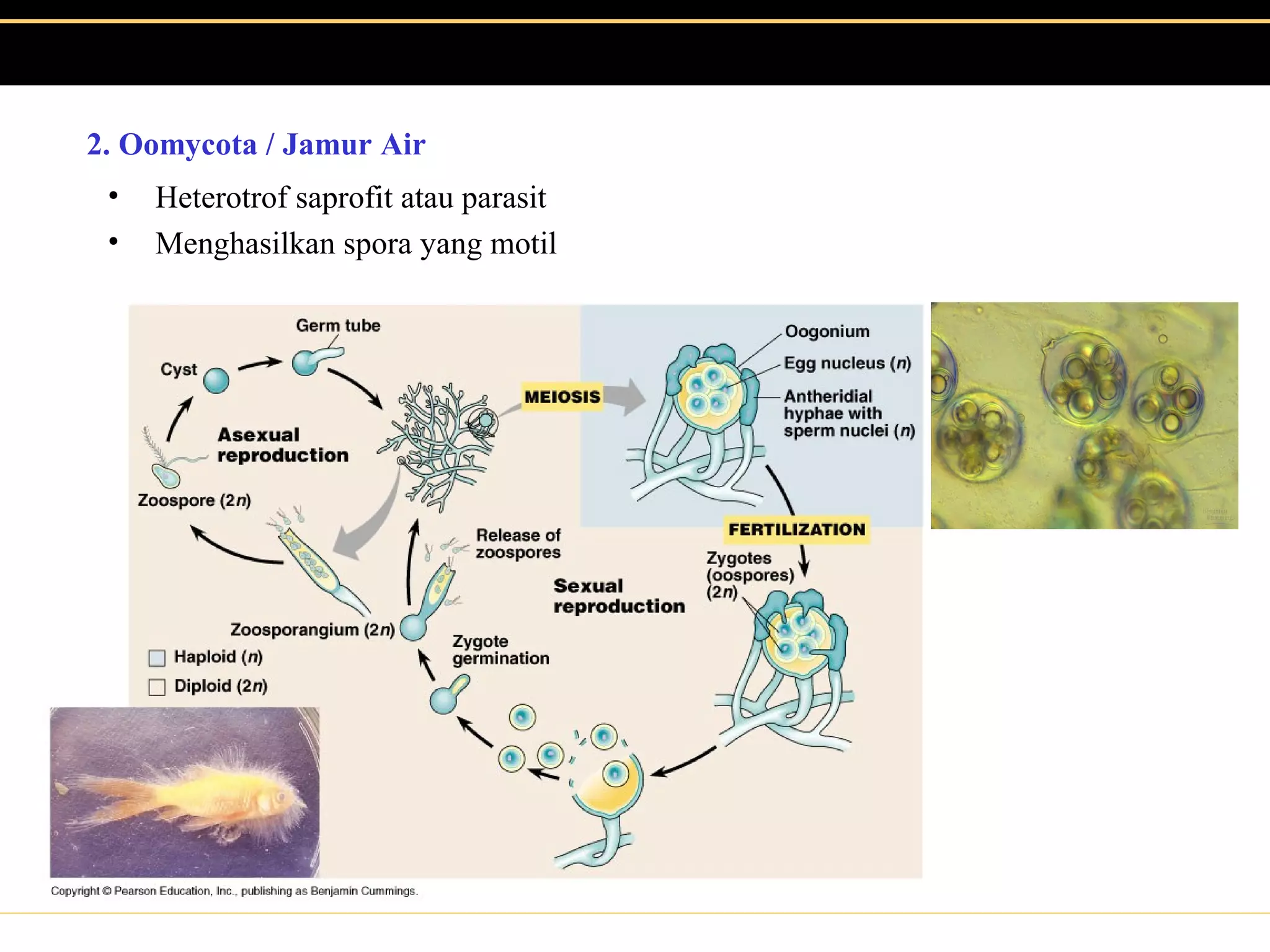 Protista | PPT
