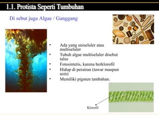 Protista | PPT