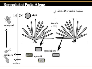 Protista | PPT