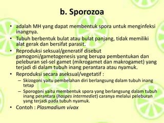 Kingdom Protista | PPTX