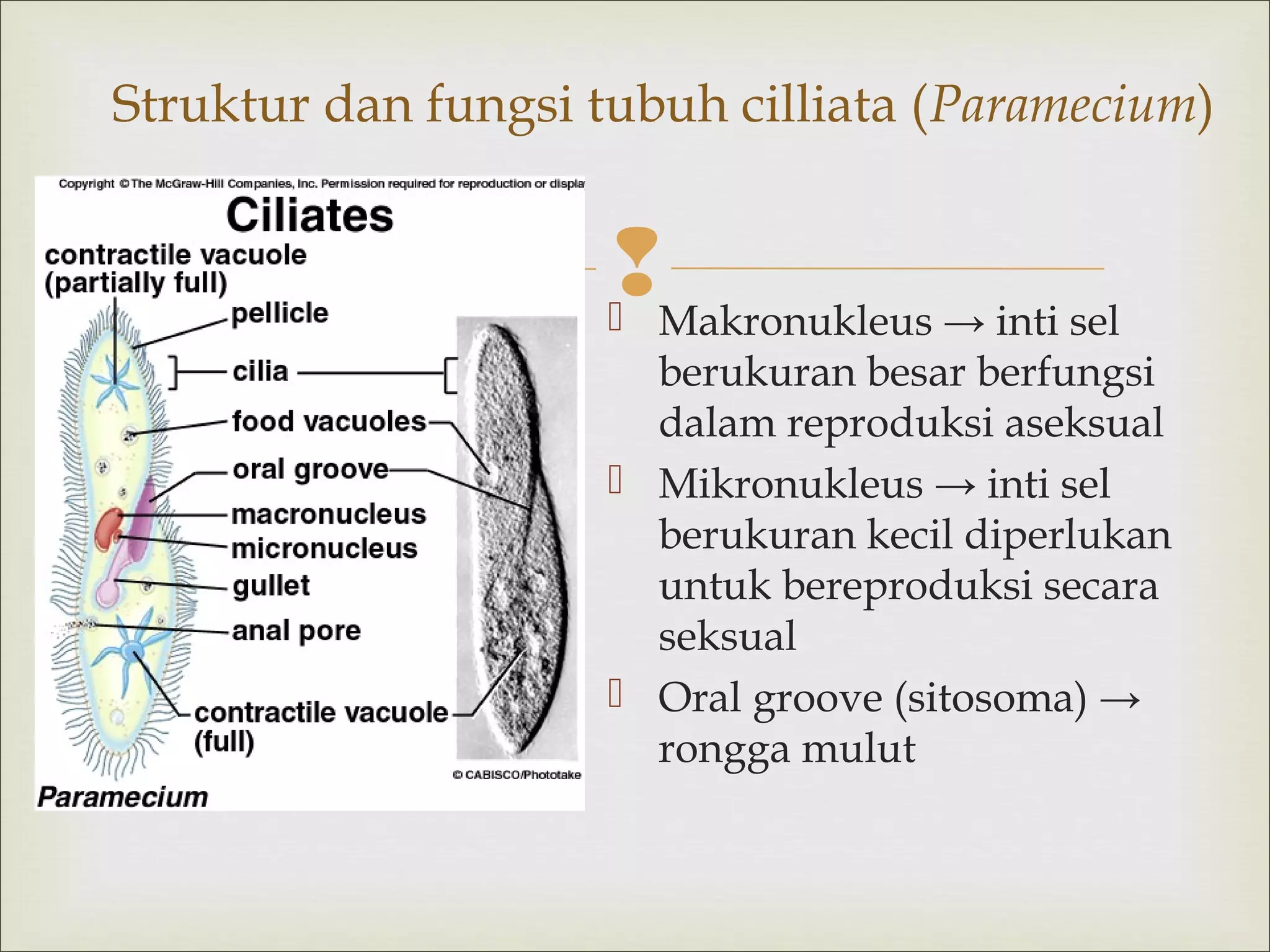 Protista materi kelas X | PPT