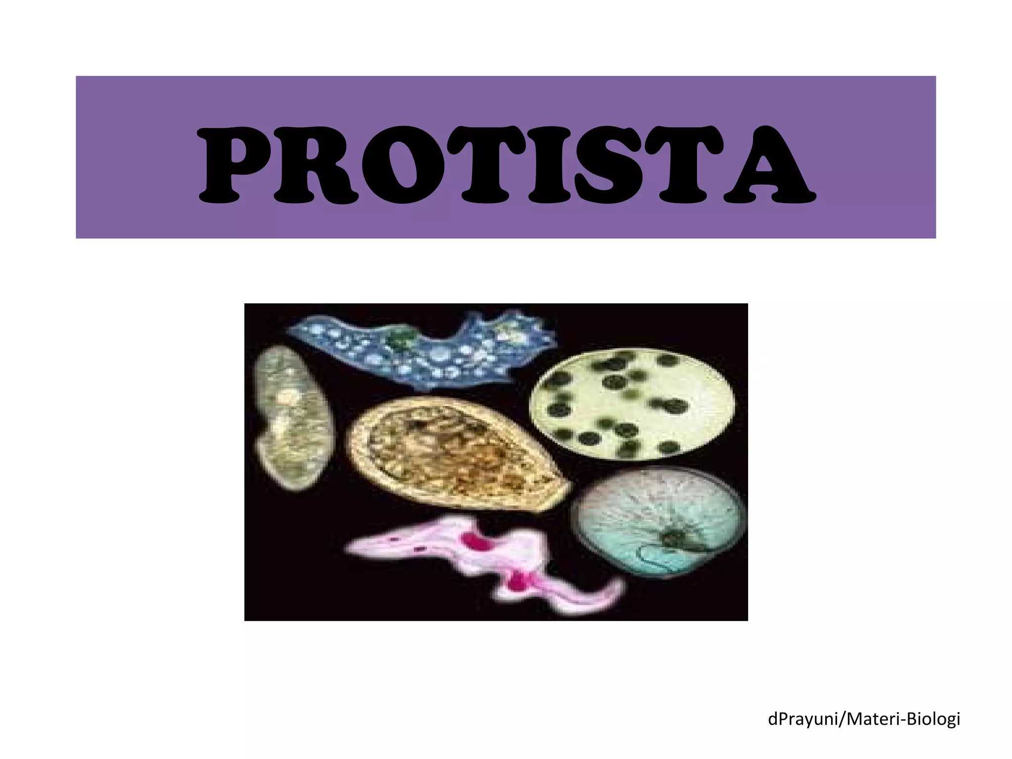 Protista | PPT