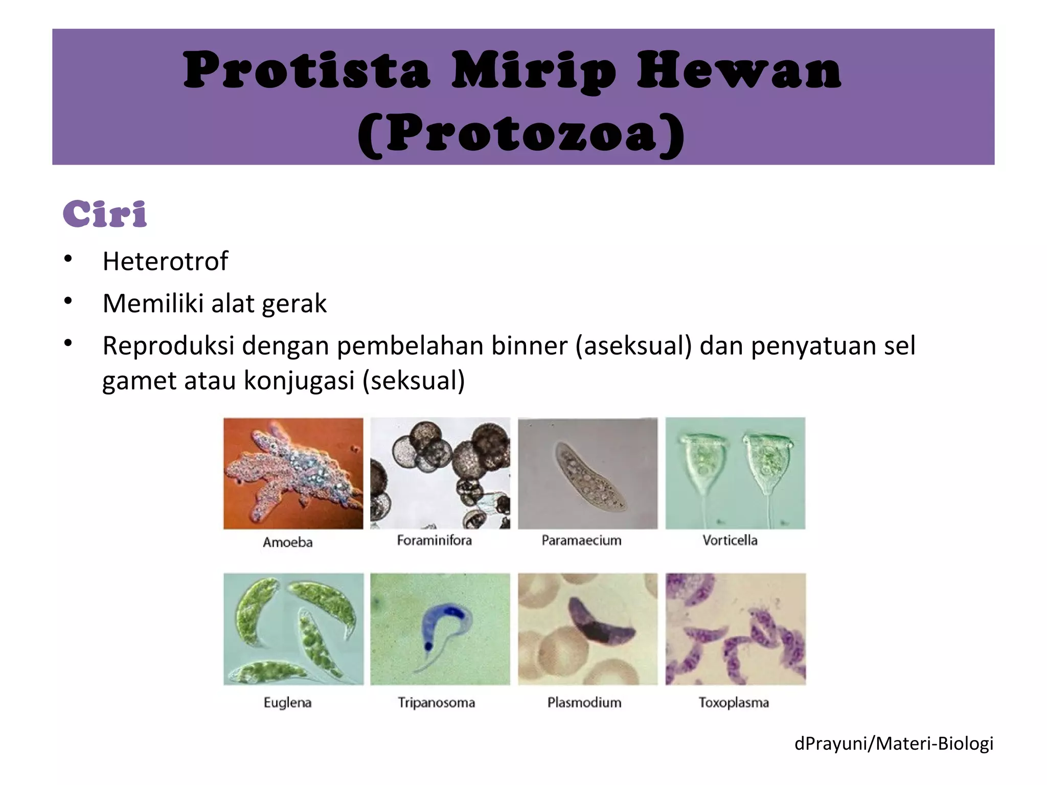 Protista | PPT