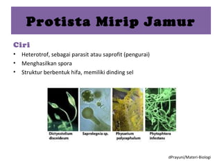 Protista | PPT