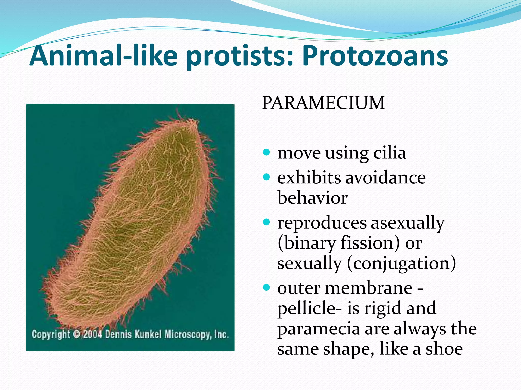 Kingdom Protista | PPTX