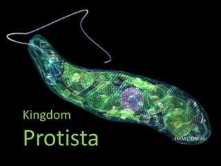Protist Kingdom For Kids