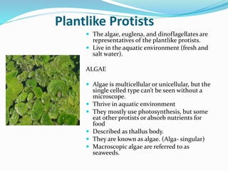 Plant Like Protists Kingdom