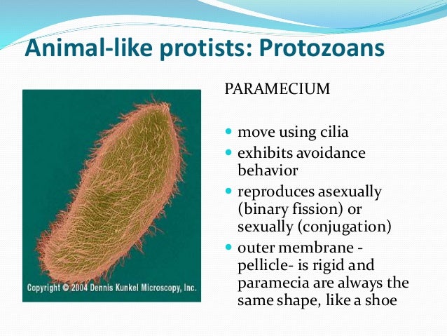 Kingdom Protista Protozoa