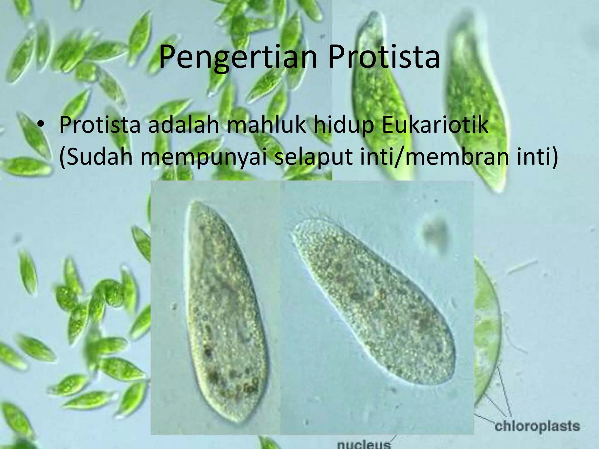 Protista | PPT | Free Download